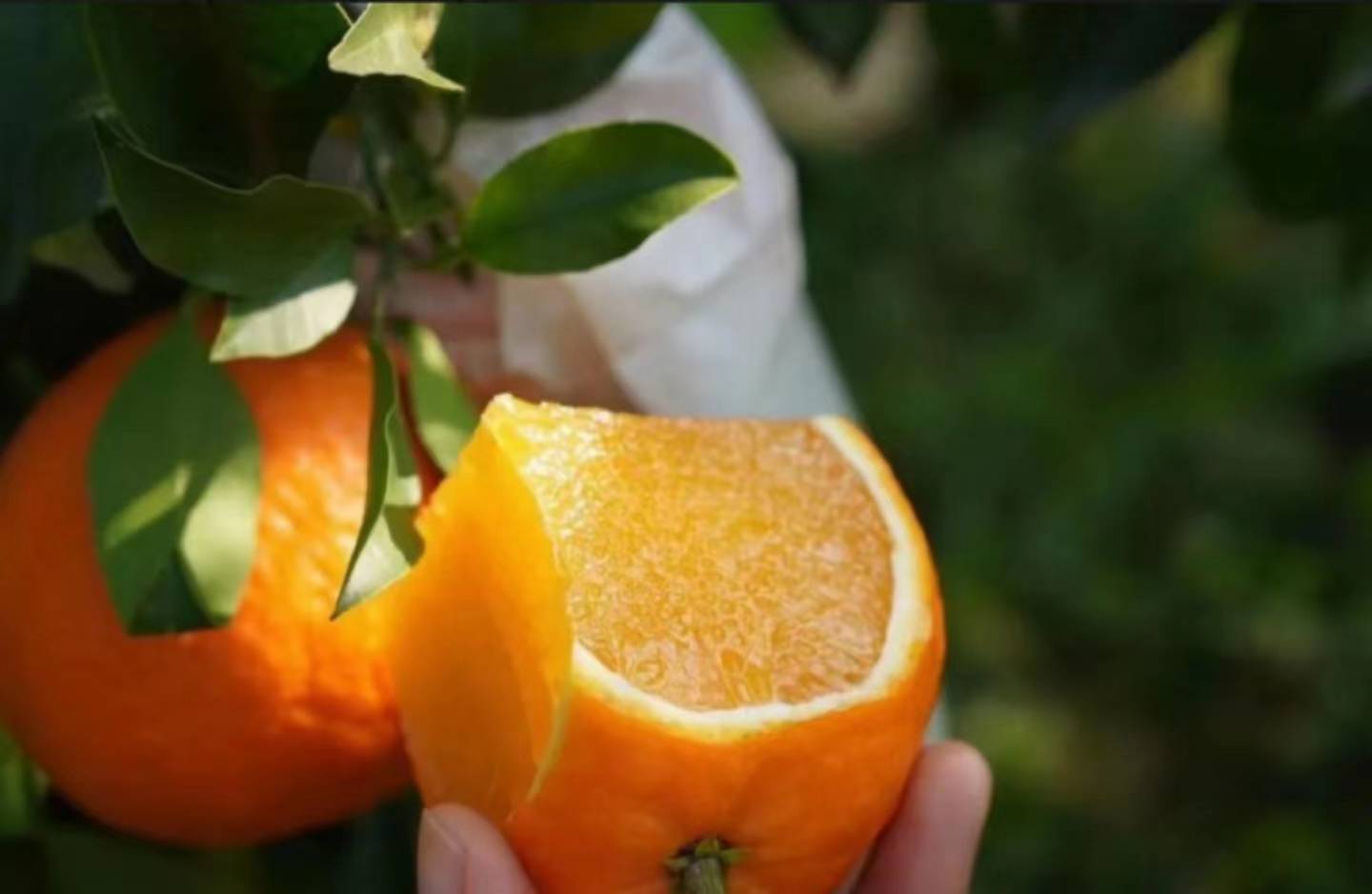 创业在线模拟商城